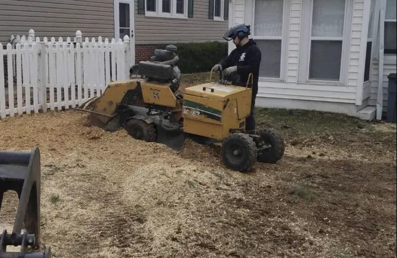 Stump Grinding | Glenn's Tree Service